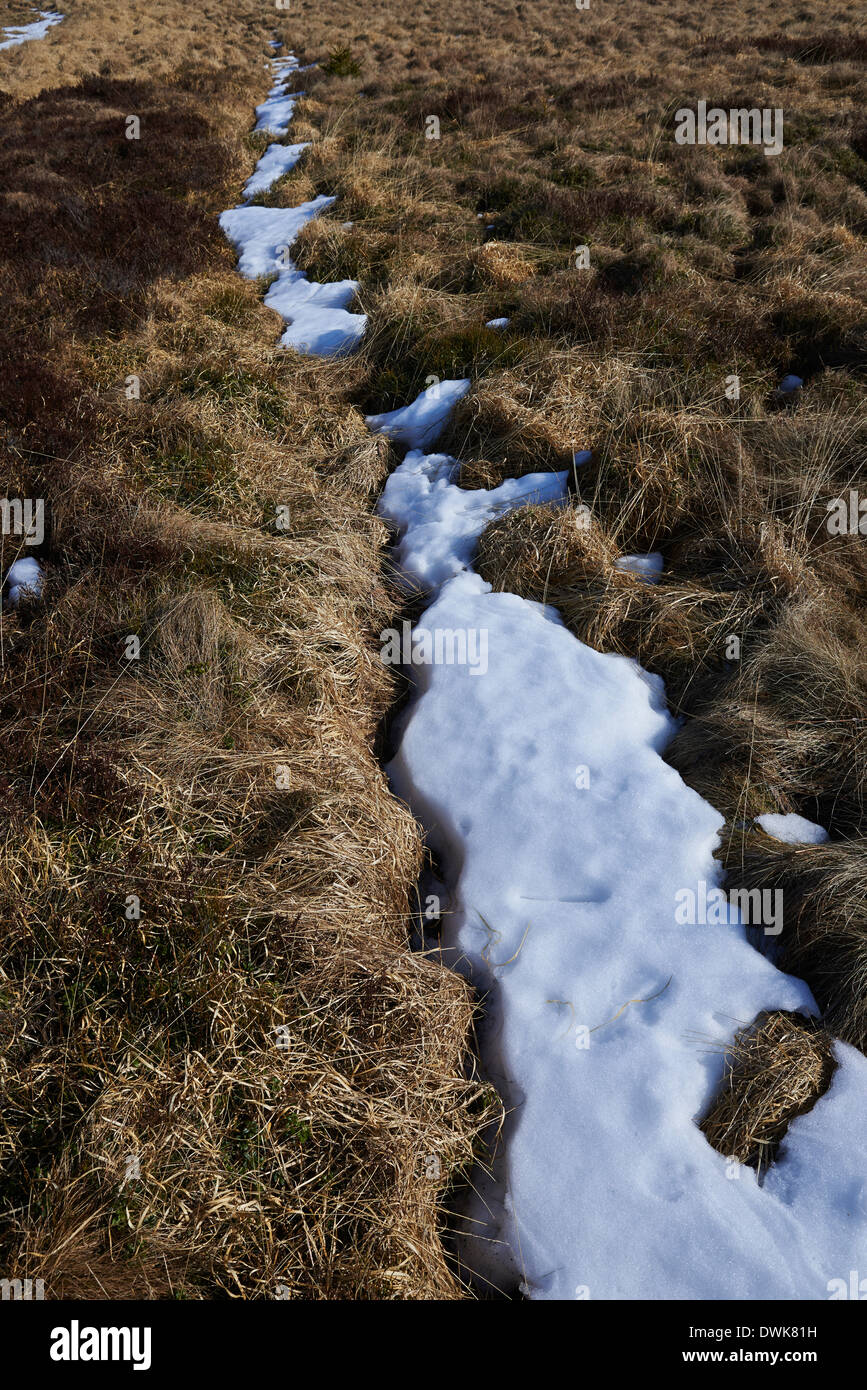 Grass covered with snow Stock Photo - Alamy