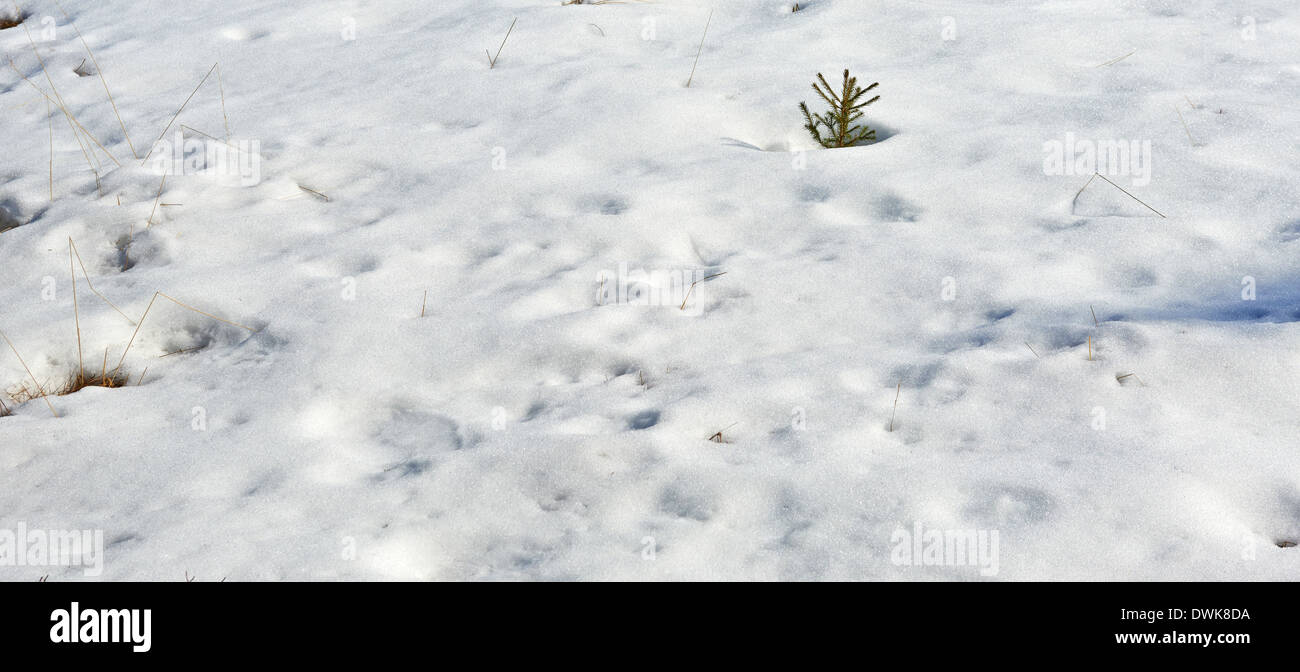 Snow melting grassland hi-res stock photography and images - Alamy
