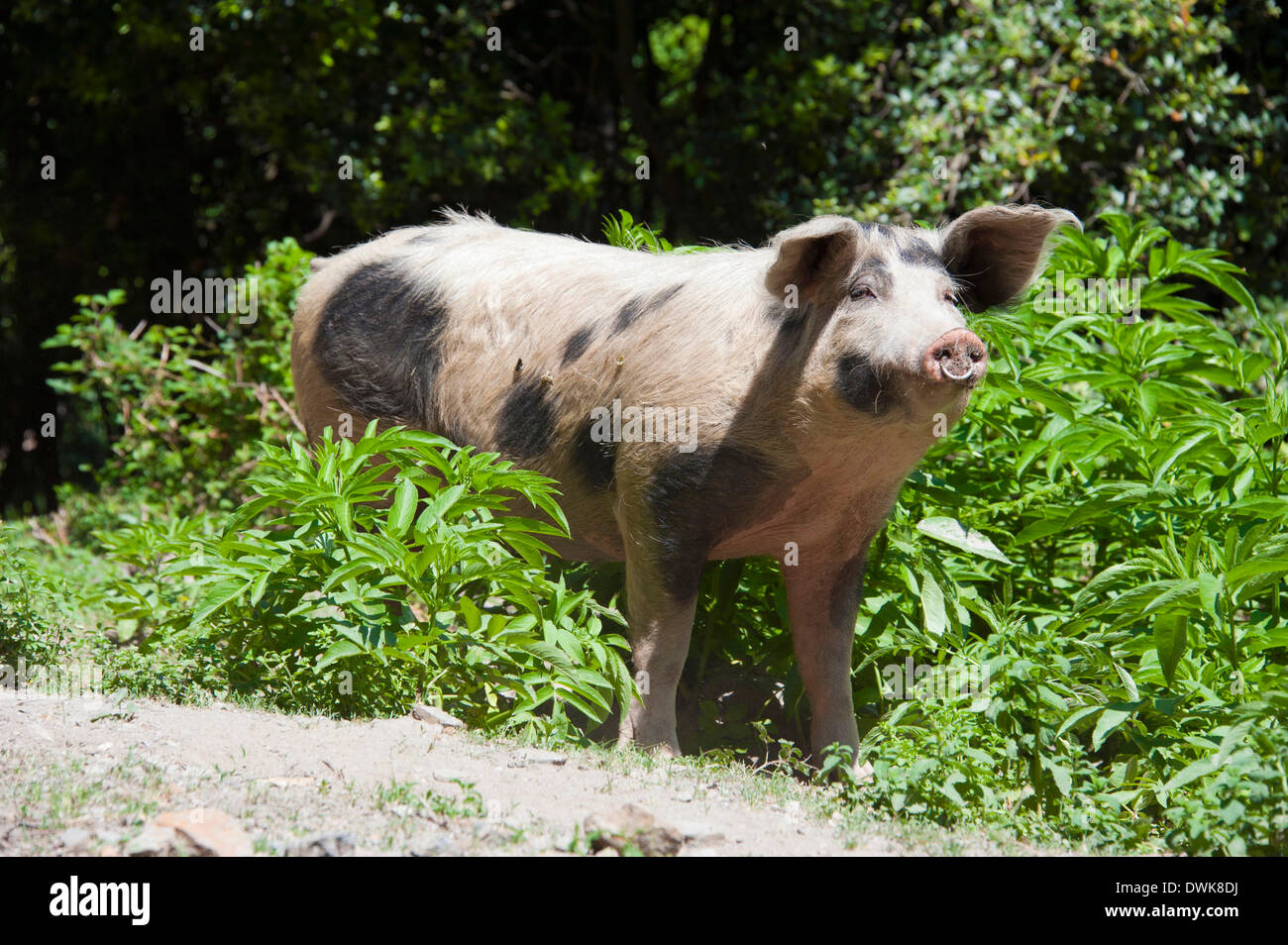 Full grown farm pig hi-res stock photography and images - Alamy