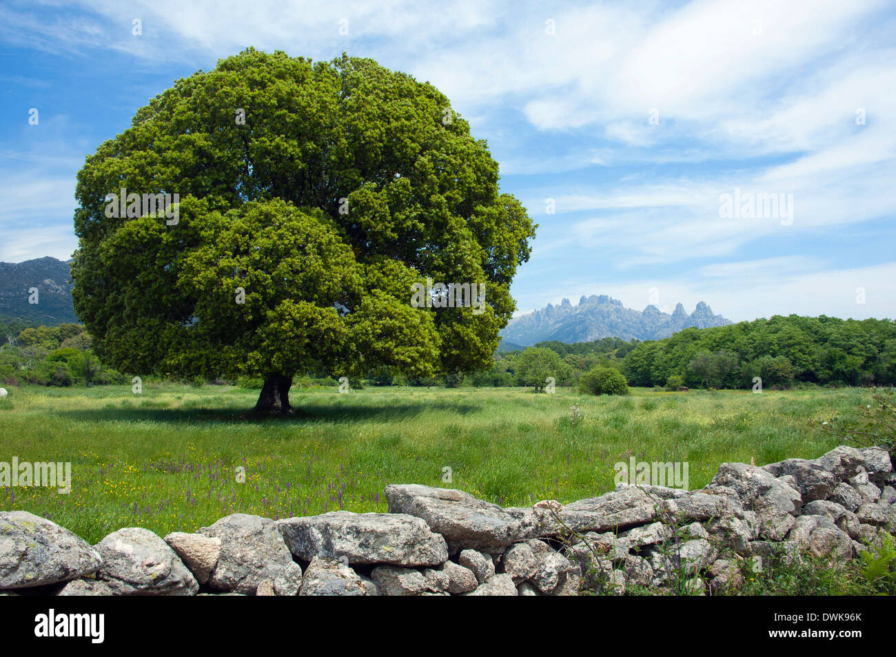 Deciduous tree, Quenza Stock Photo - Alamy