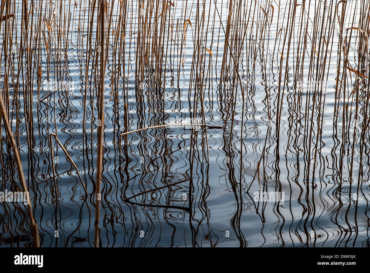 Reed at lake hi-res stock photography and images - Alamy