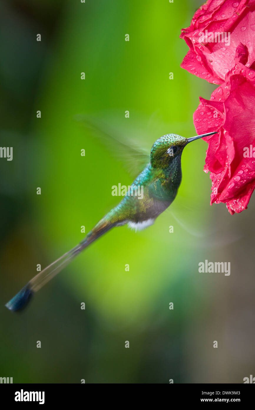 Hummingbirds ecuador hi-res stock photography and images - Alamy