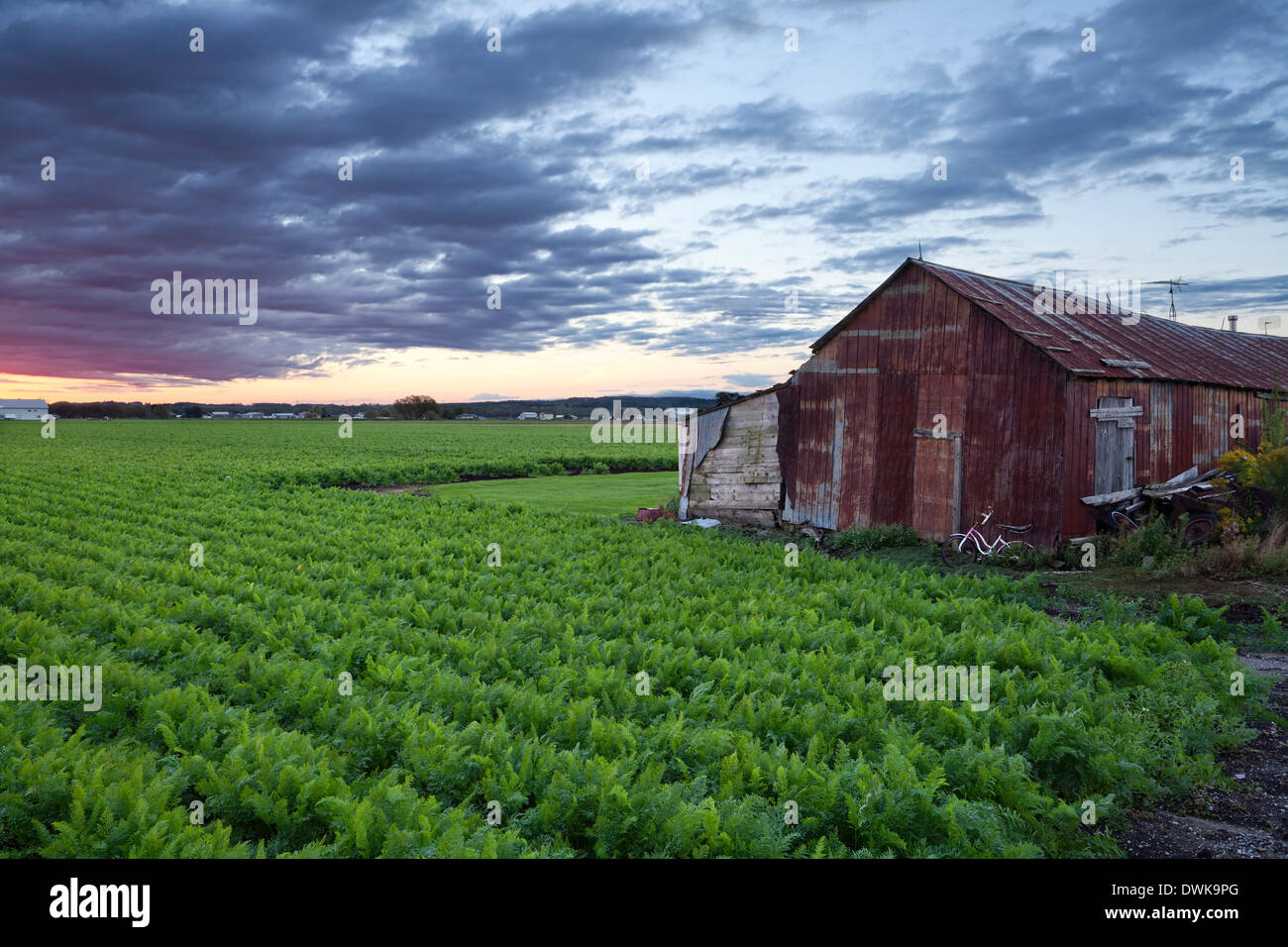 A dilapidated shed sits next to a field of mature carrots in the ...