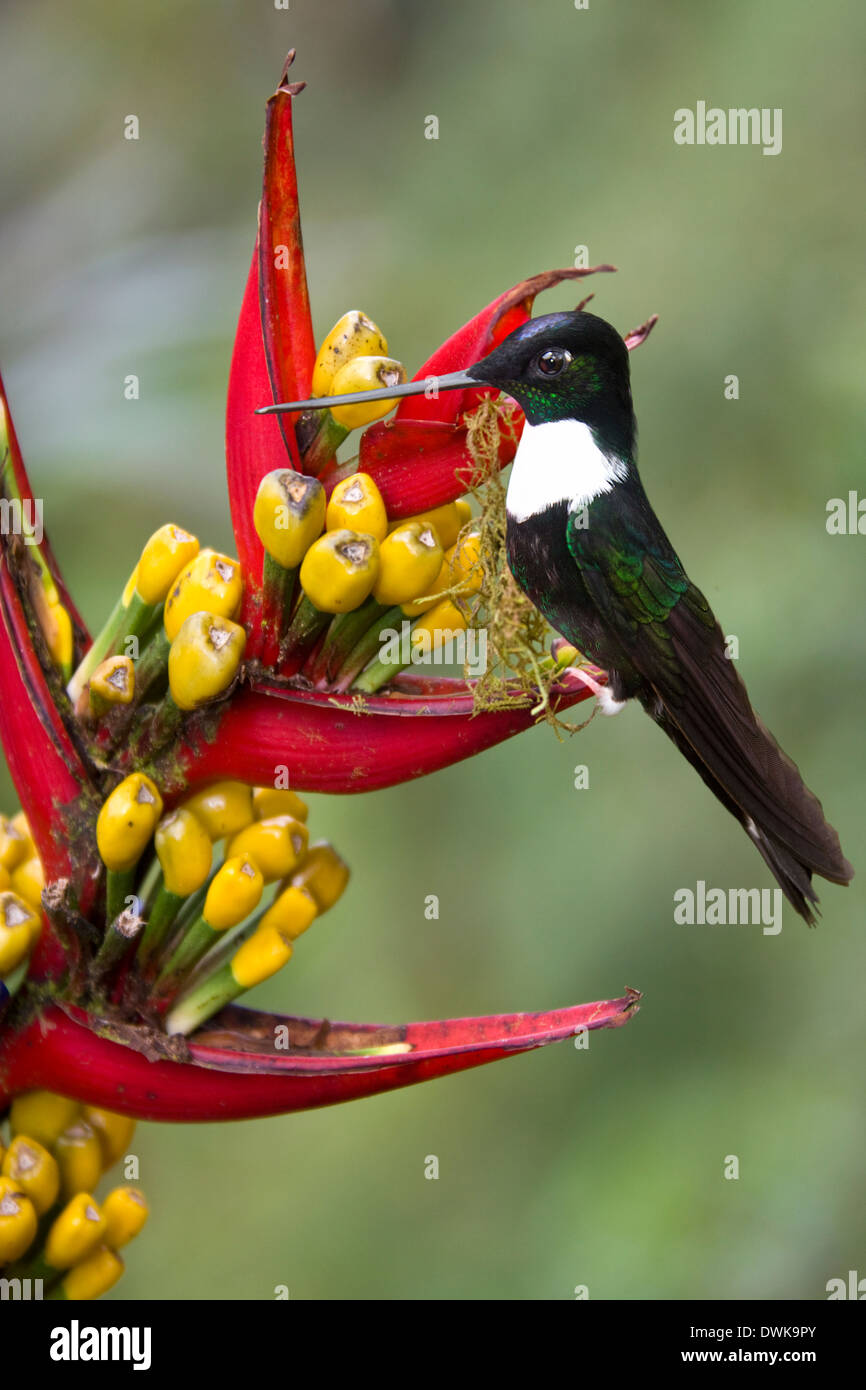 Collared Inca Hummingbird in Mindo Cloud Forest in Pichincha in ...