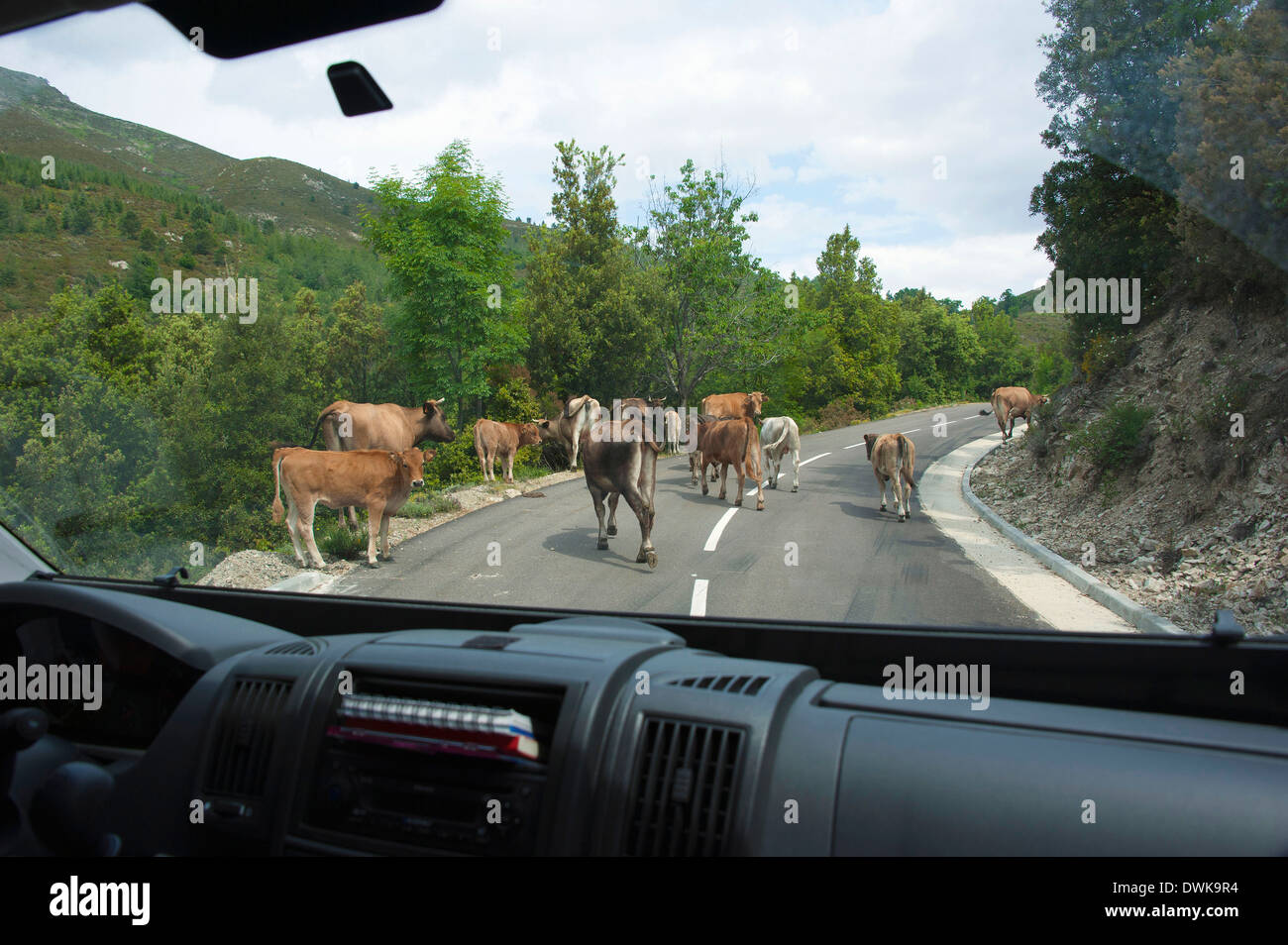 Cattle on road Stock Photo - Alamy