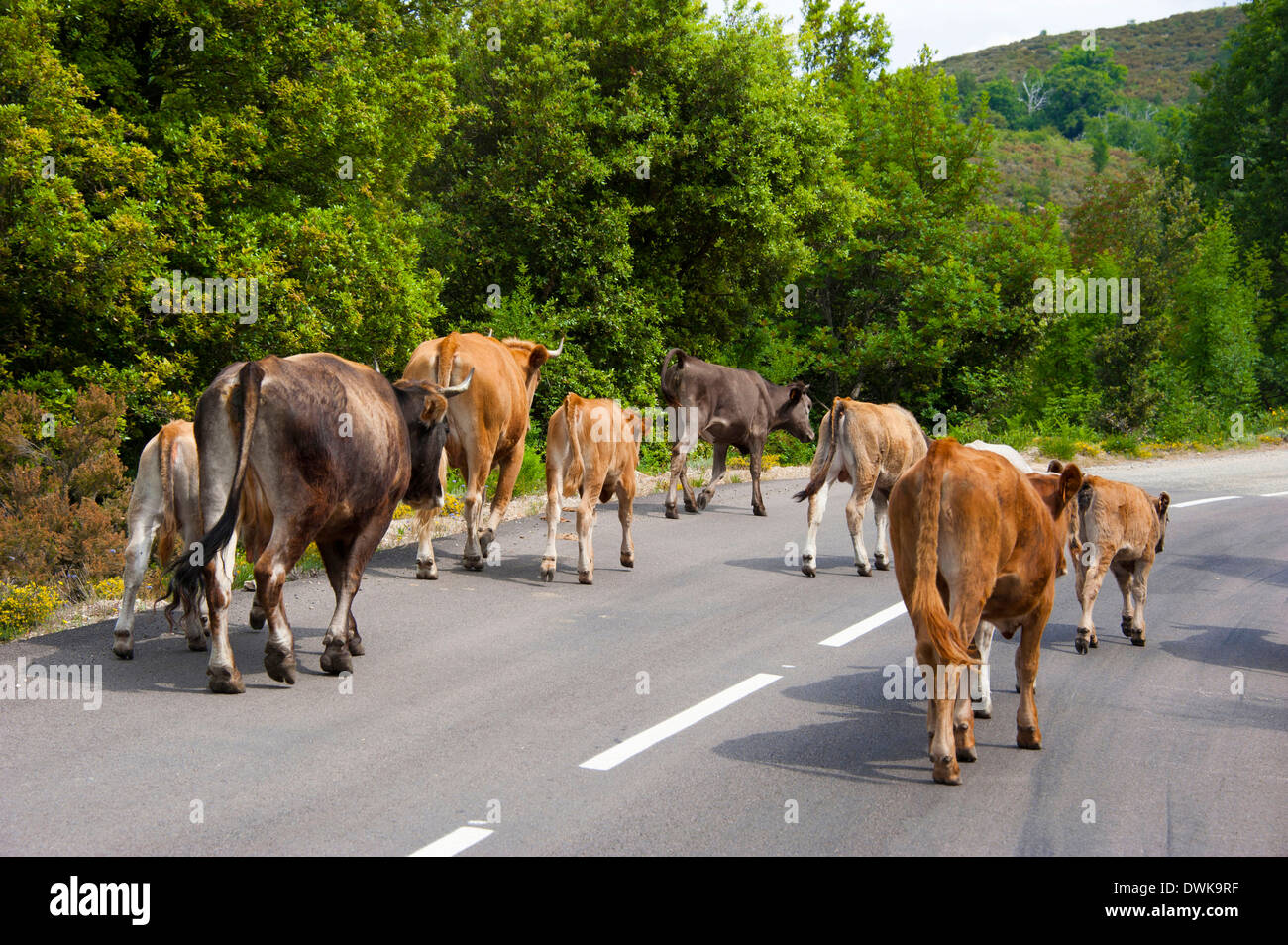 Cattle herd on road in hi-res stock photography and images - Alamy