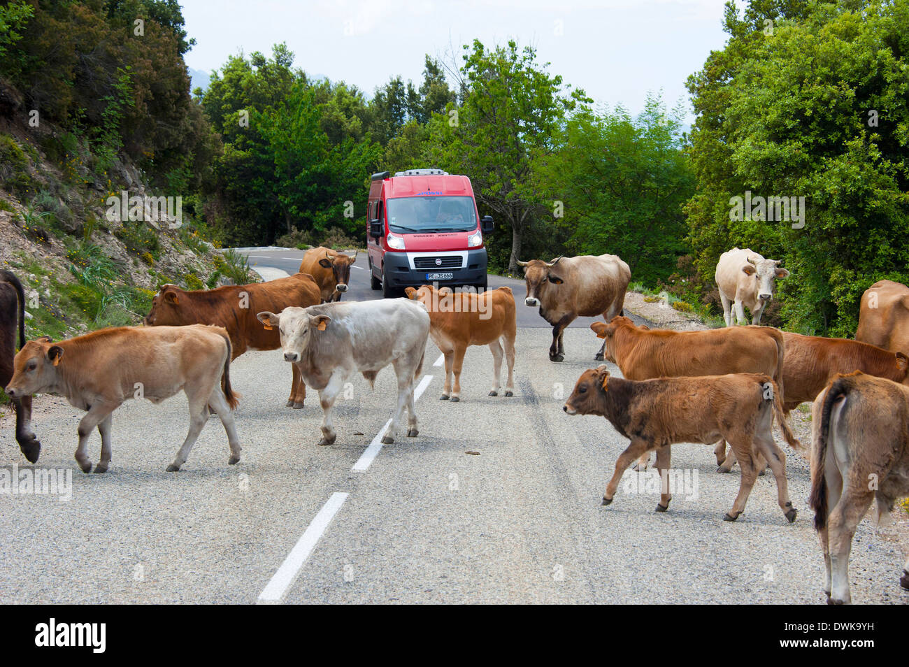 Cattle on road hi-res stock photography and images - Alamy