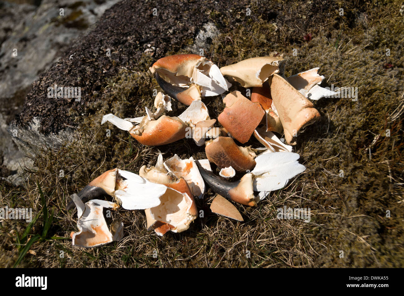Crab shells the summit of Beinn Mhor, South Uist, Western Isles ...