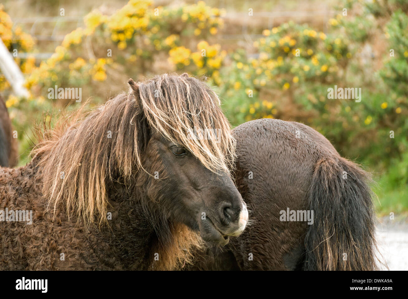 Eriskay pony hi-res stock photography and images - Alamy