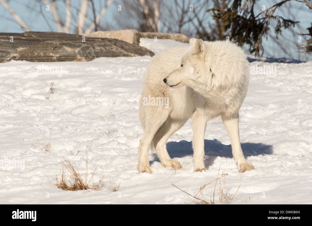 Arctic wolf pack hi-res stock photography and images - Alamy