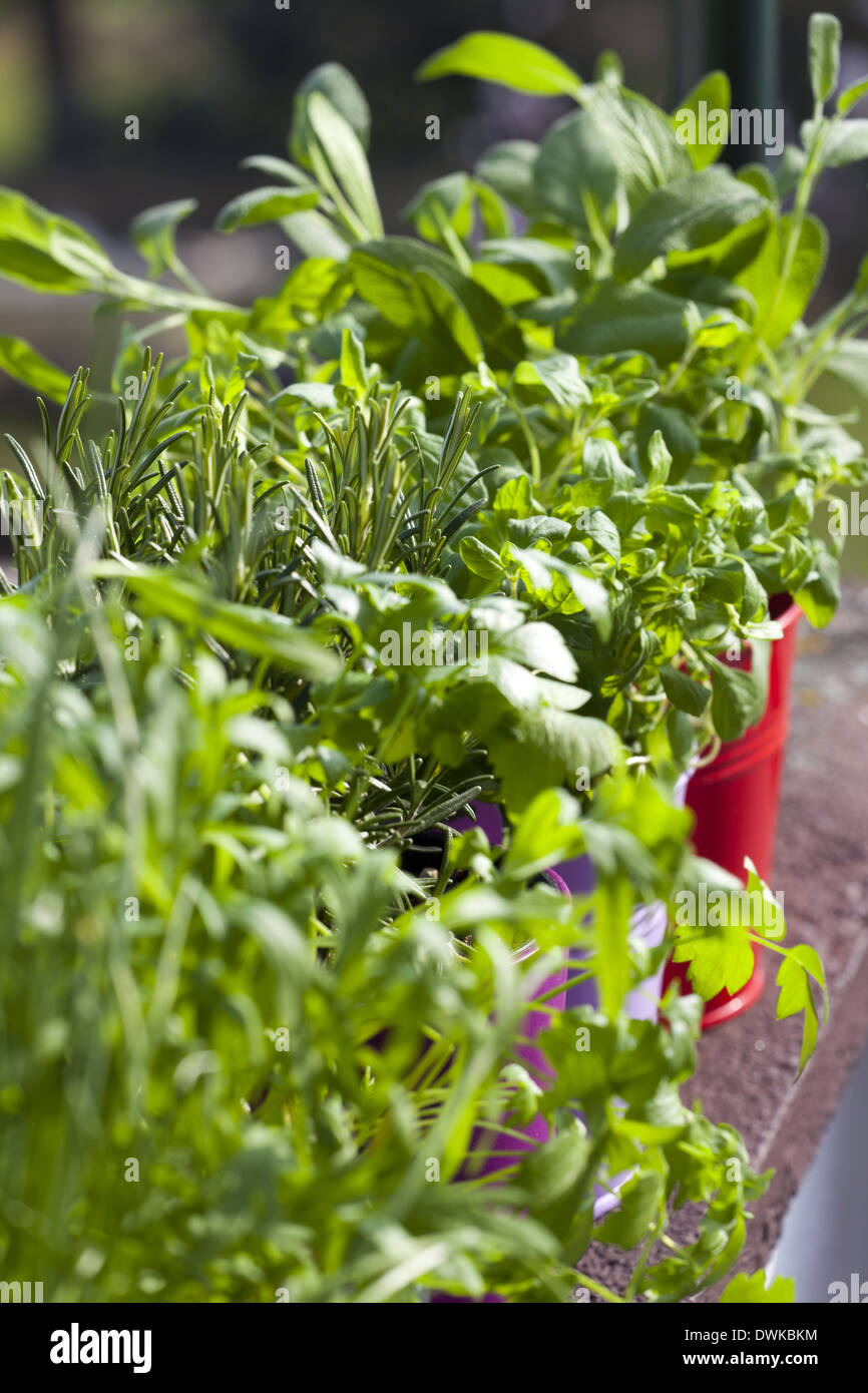 Sage and rosemary herbs in pots hi-res stock photography and images - Alamy