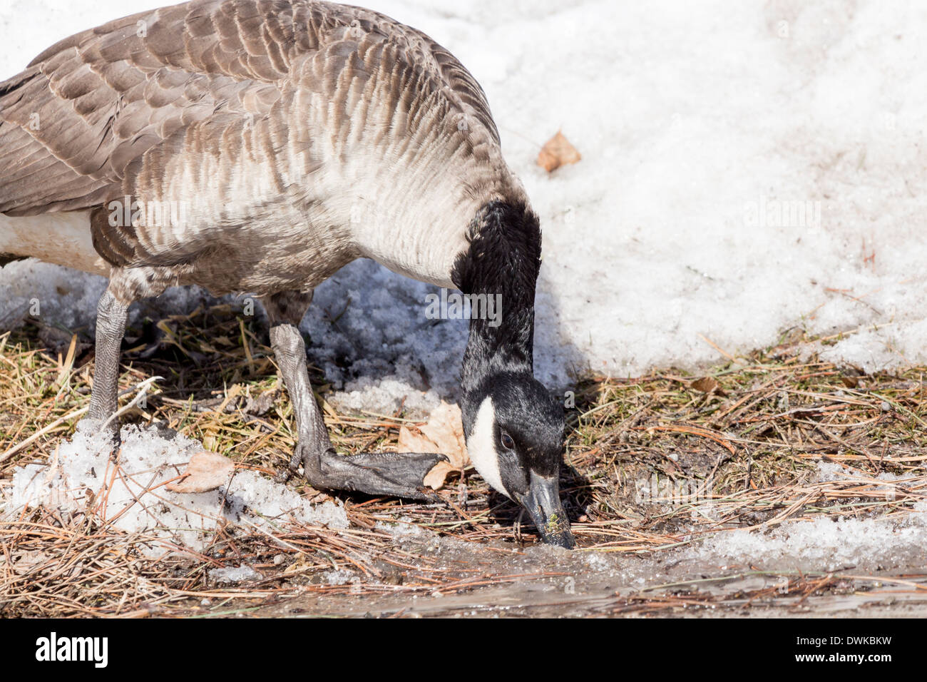 Birds pecking the ground hi-res stock photography and images - Alamy
