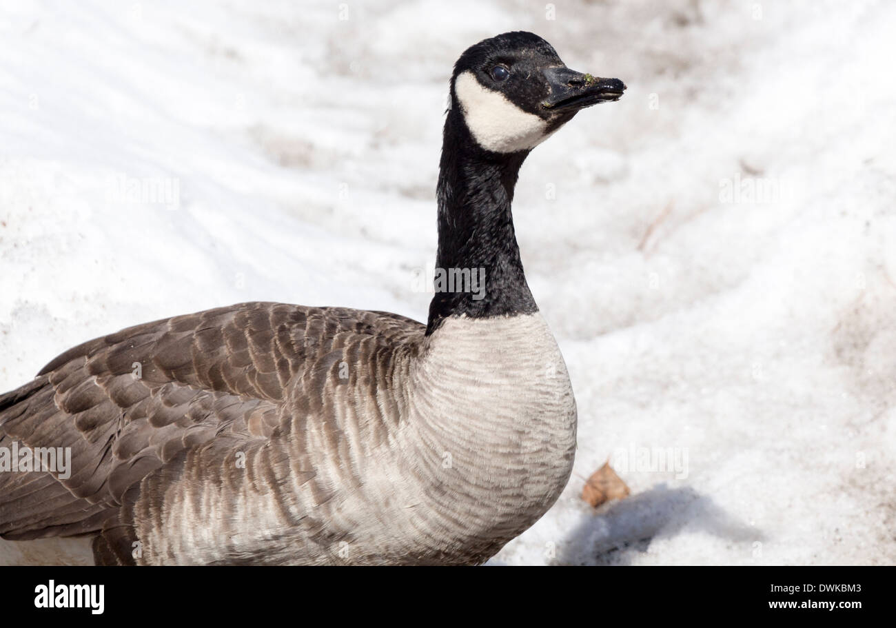 Looking at the late hi-res stock photography and images - Alamy