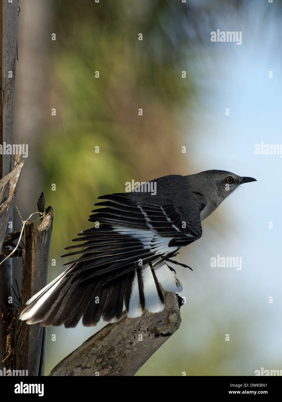 Northern Mockingbird showing off pattern of plumage with wing spread ...