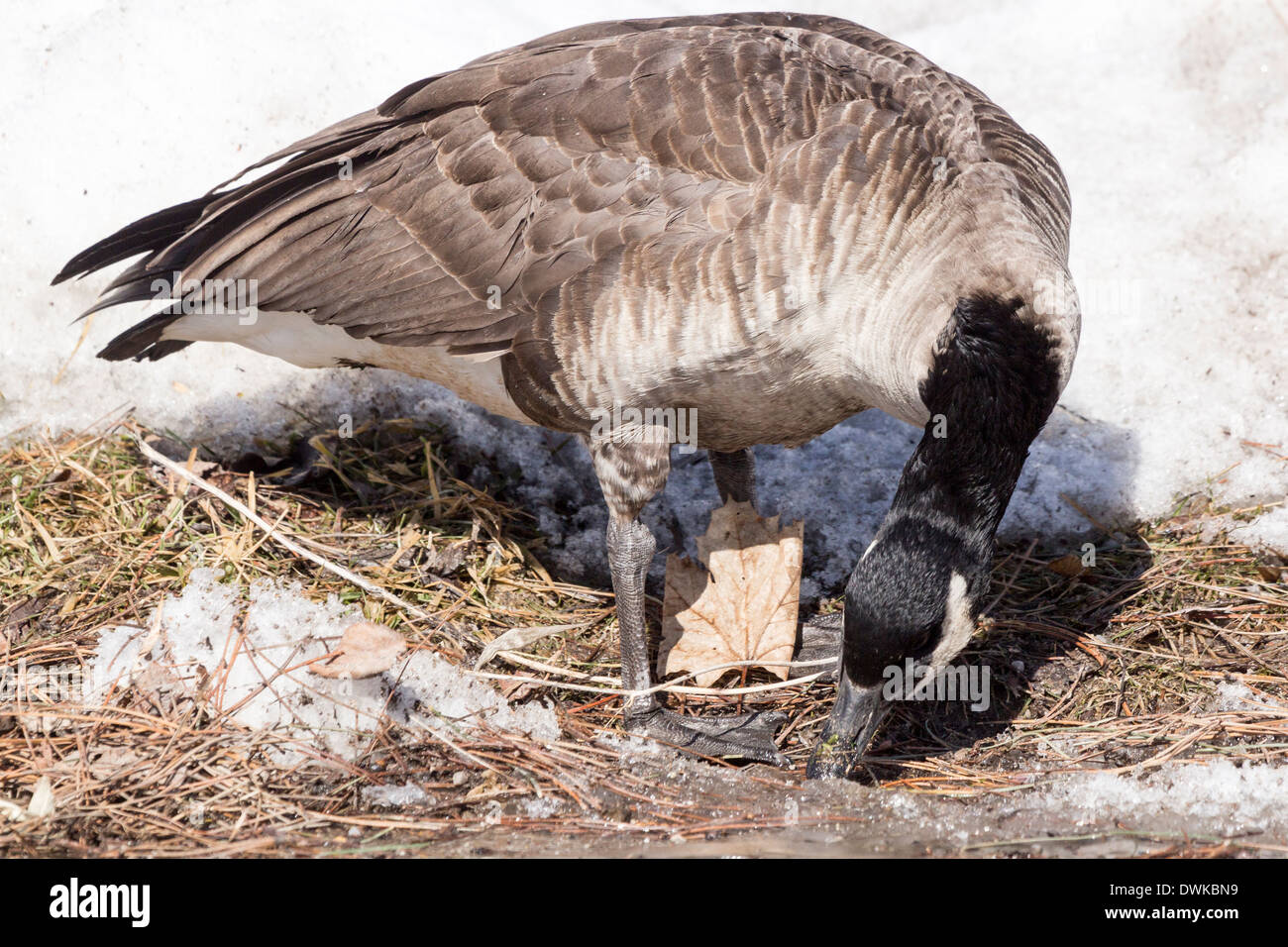 Birds pecking at food hi-res stock photography and images - Alamy