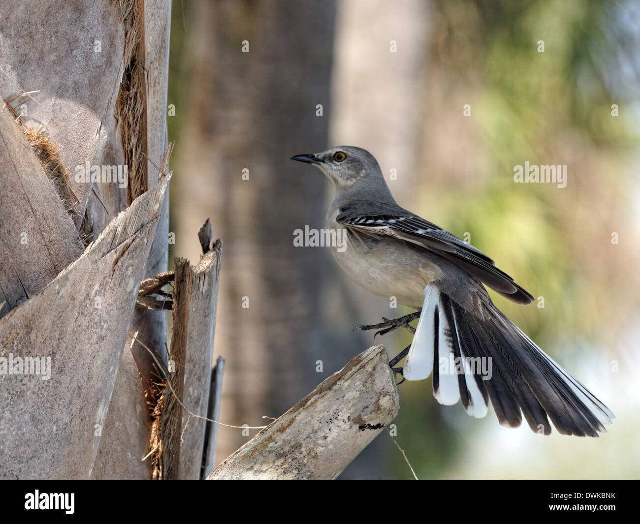 Mockingbird Singing Silhouette