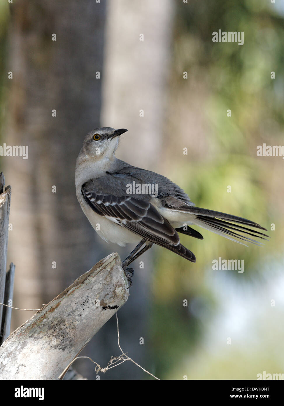 Northern Mockingbird looking back behind itself Stock Photo - Alamy