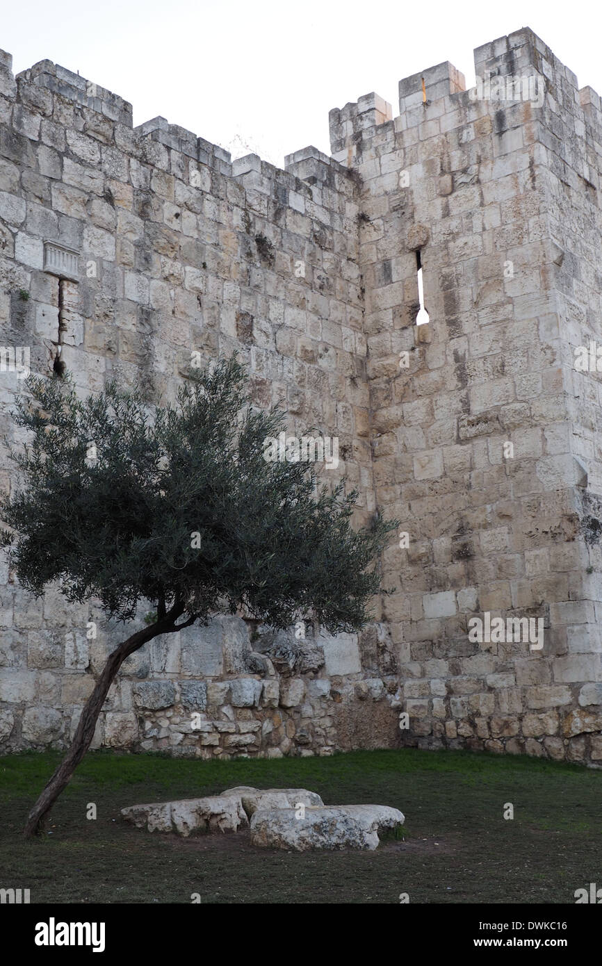 An olive tree outside the Walls of the Old City of Jerusalem along ...