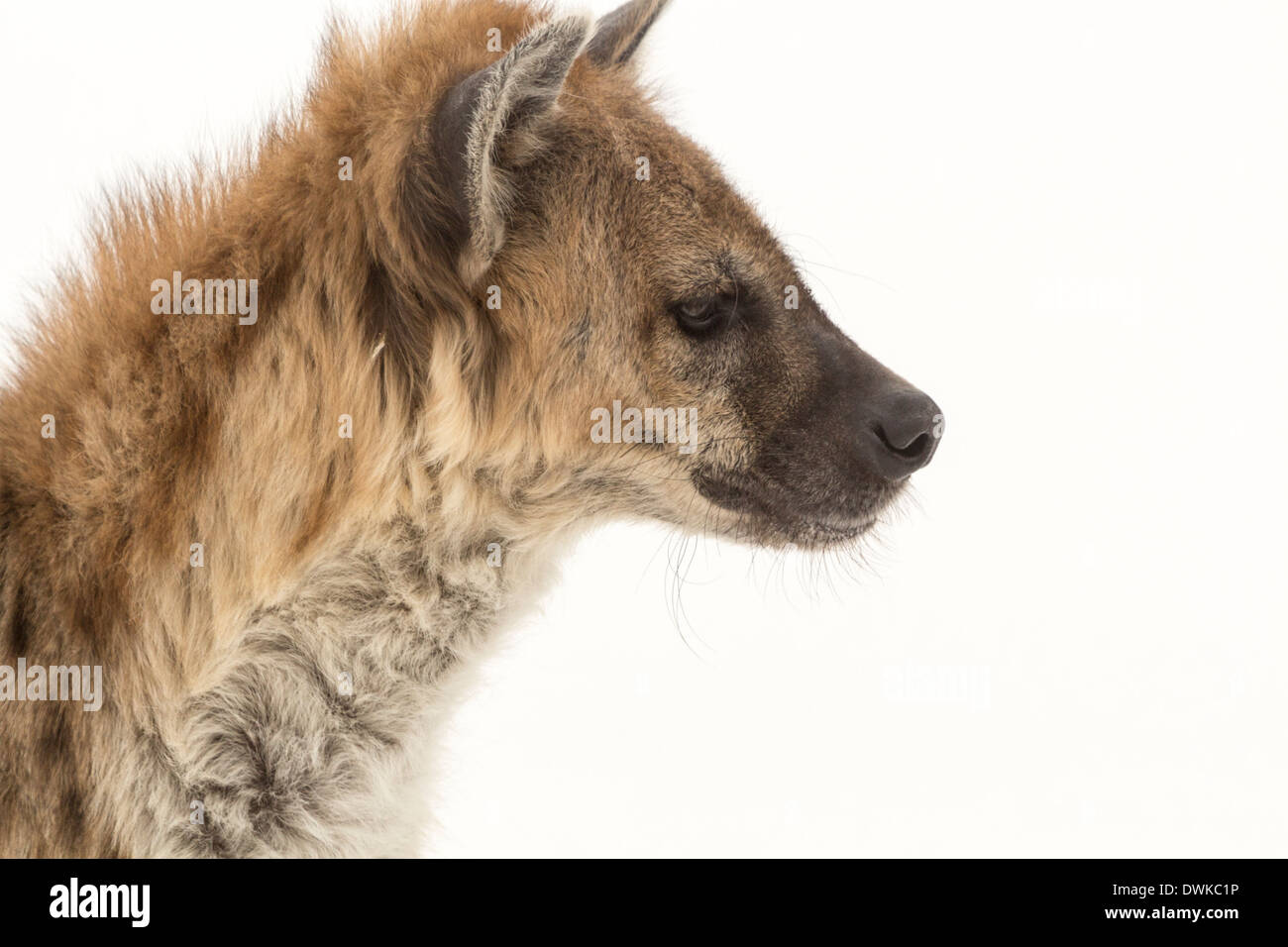 Spotted hyena portrait side view Stock Photo - Alamy