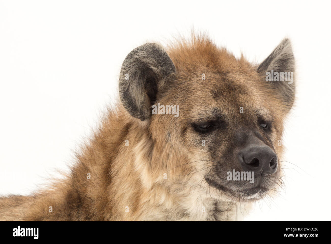 Spotted Hyena Portrait Stock Photo - Alamy