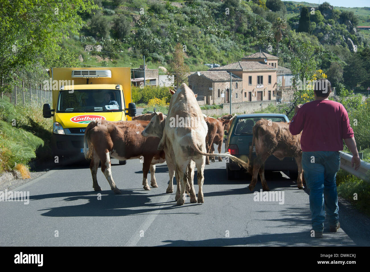 Italian cattle hi-res stock photography and images - Alamy