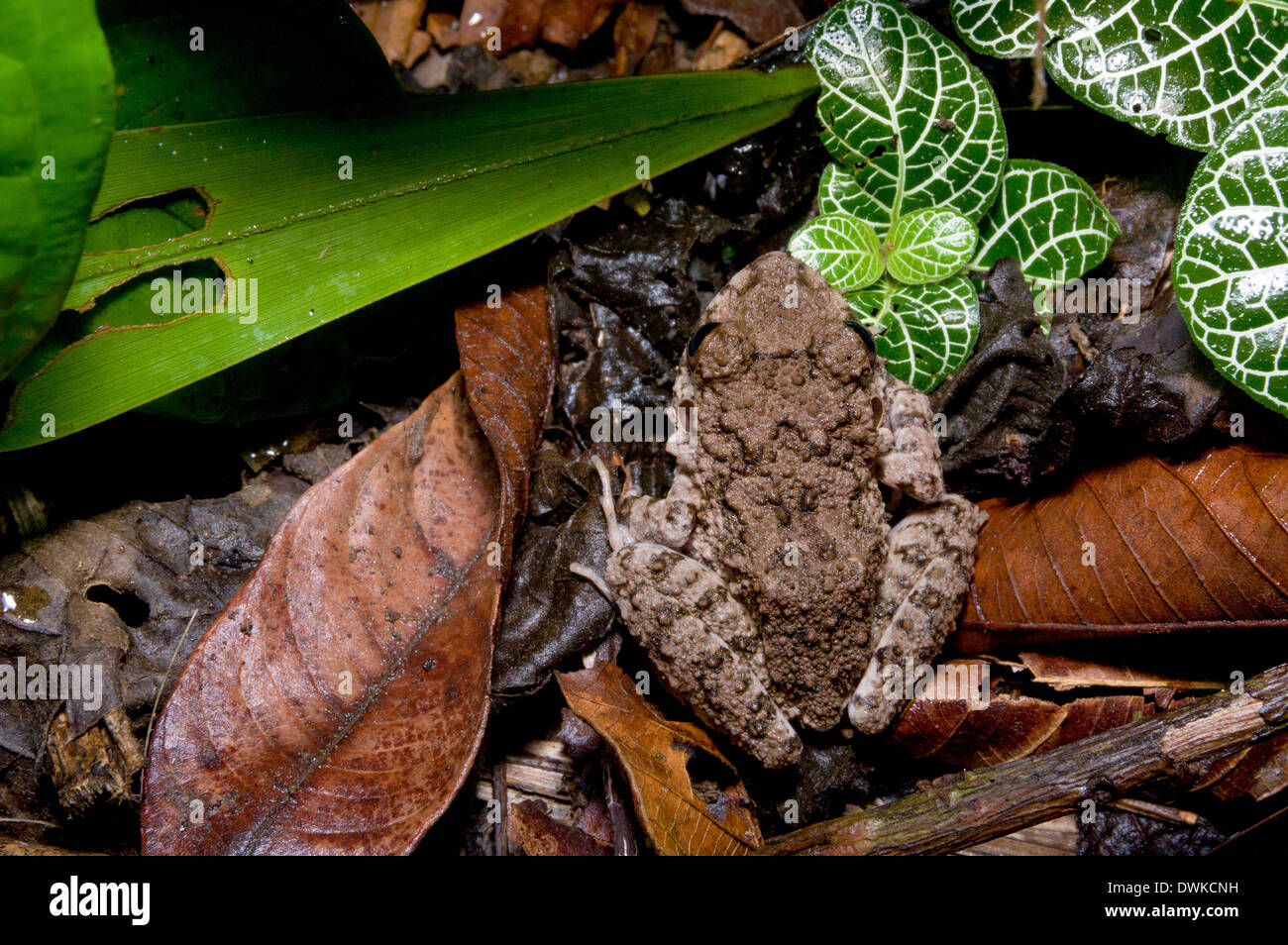 Dead tropical rainforest leaves hi-res stock photography and images - Alamy