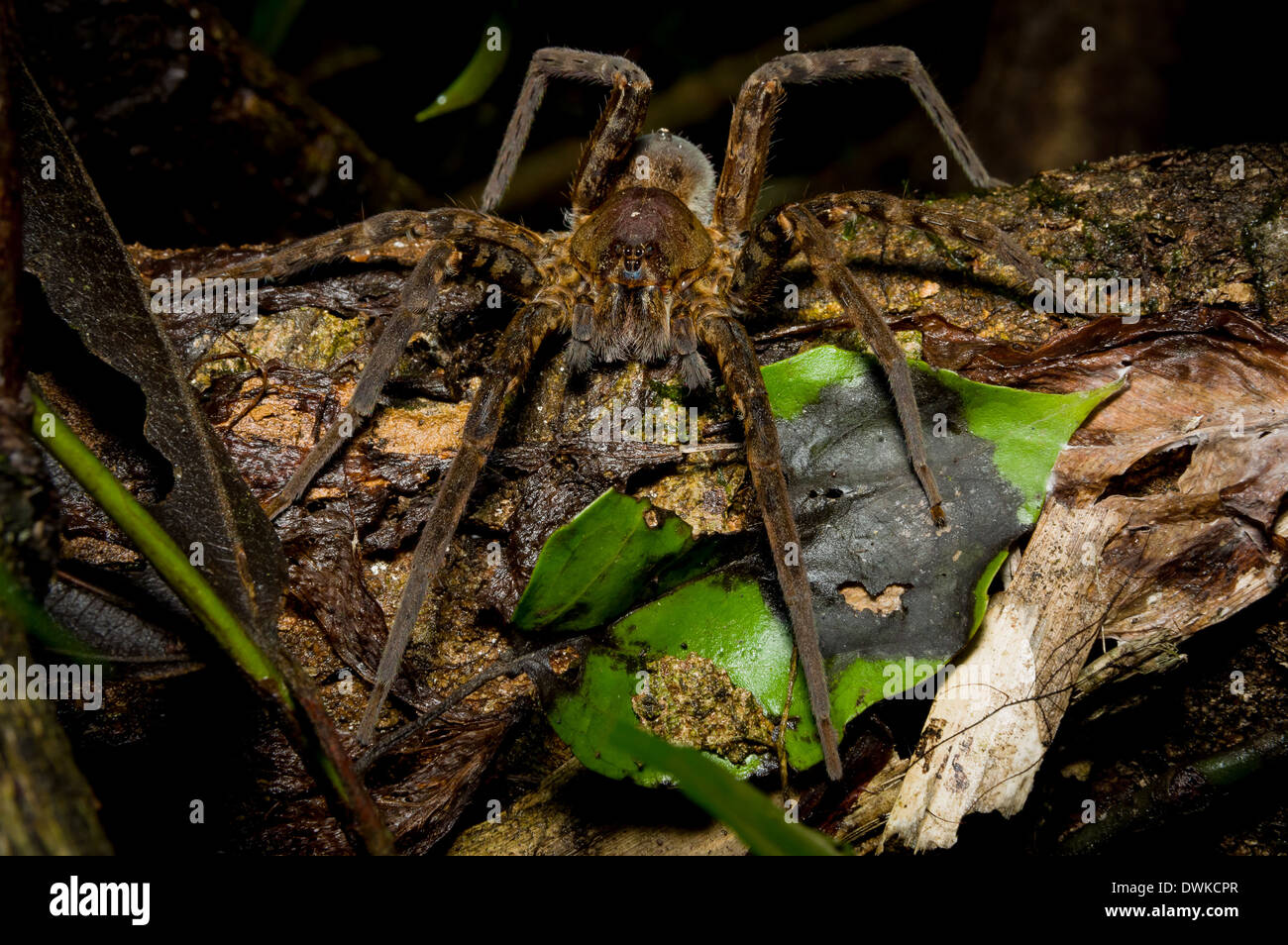 Tarantula, spider at night Stock Photo - Alamy