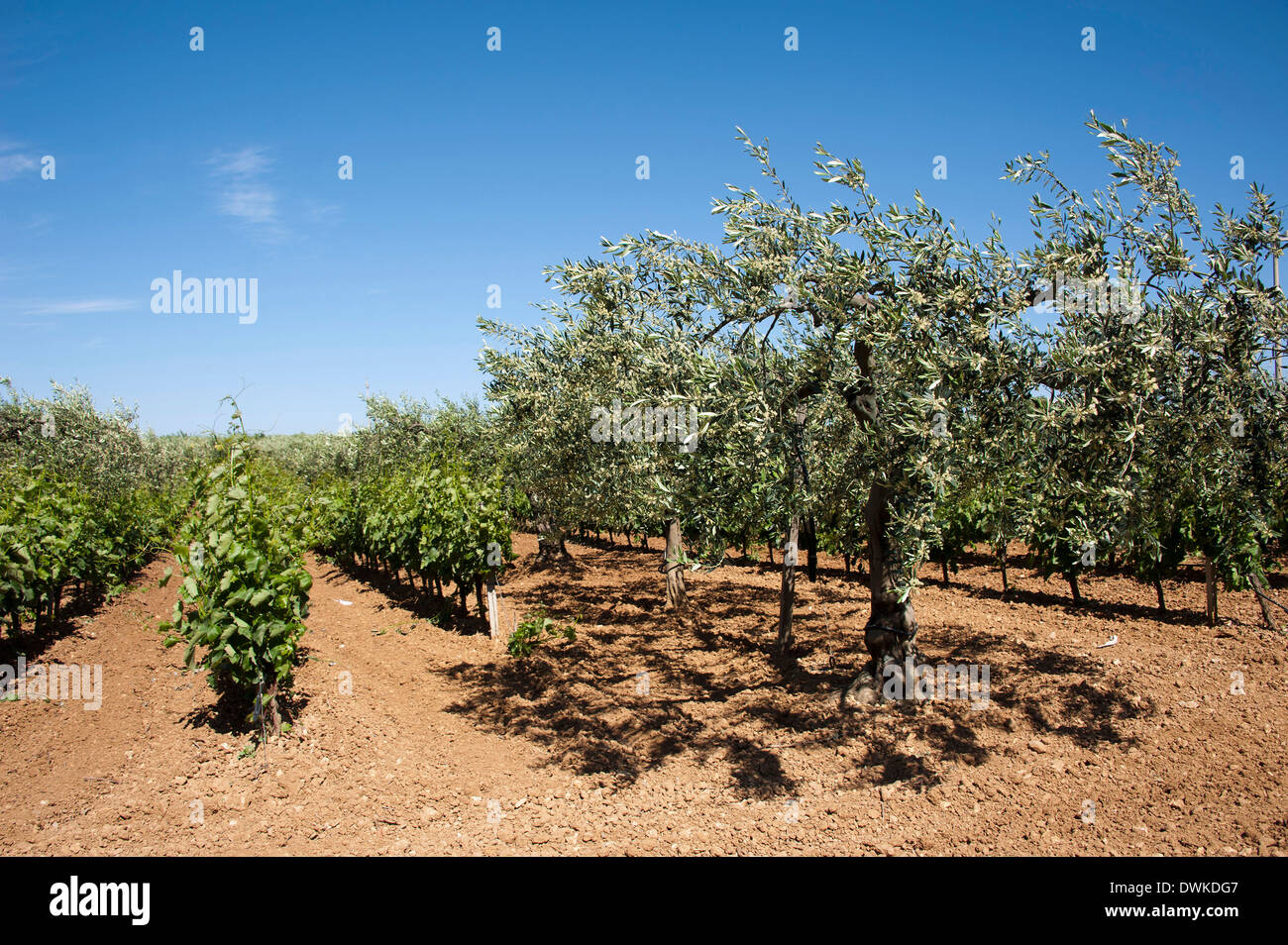 Olive trees in wine hi-res stock photography and images - Alamy