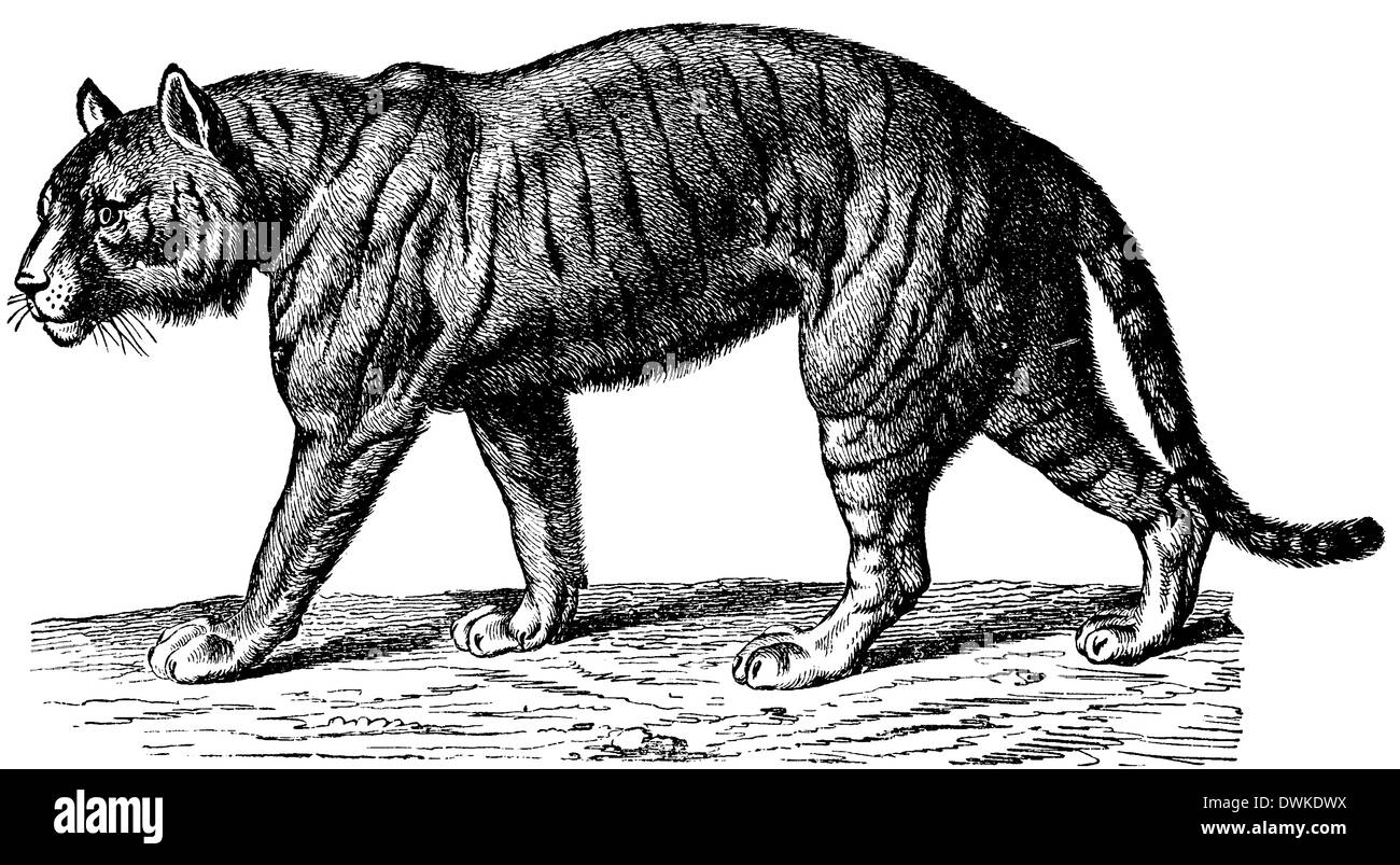 Bengal tiger illustration animal tiger bengal hi-res stock photography ...