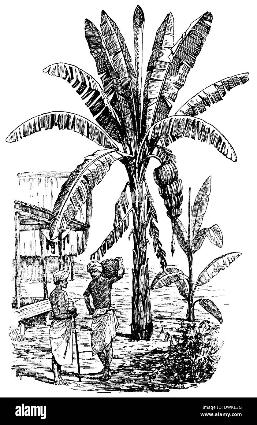 Banana Tree Pencil Drawing
