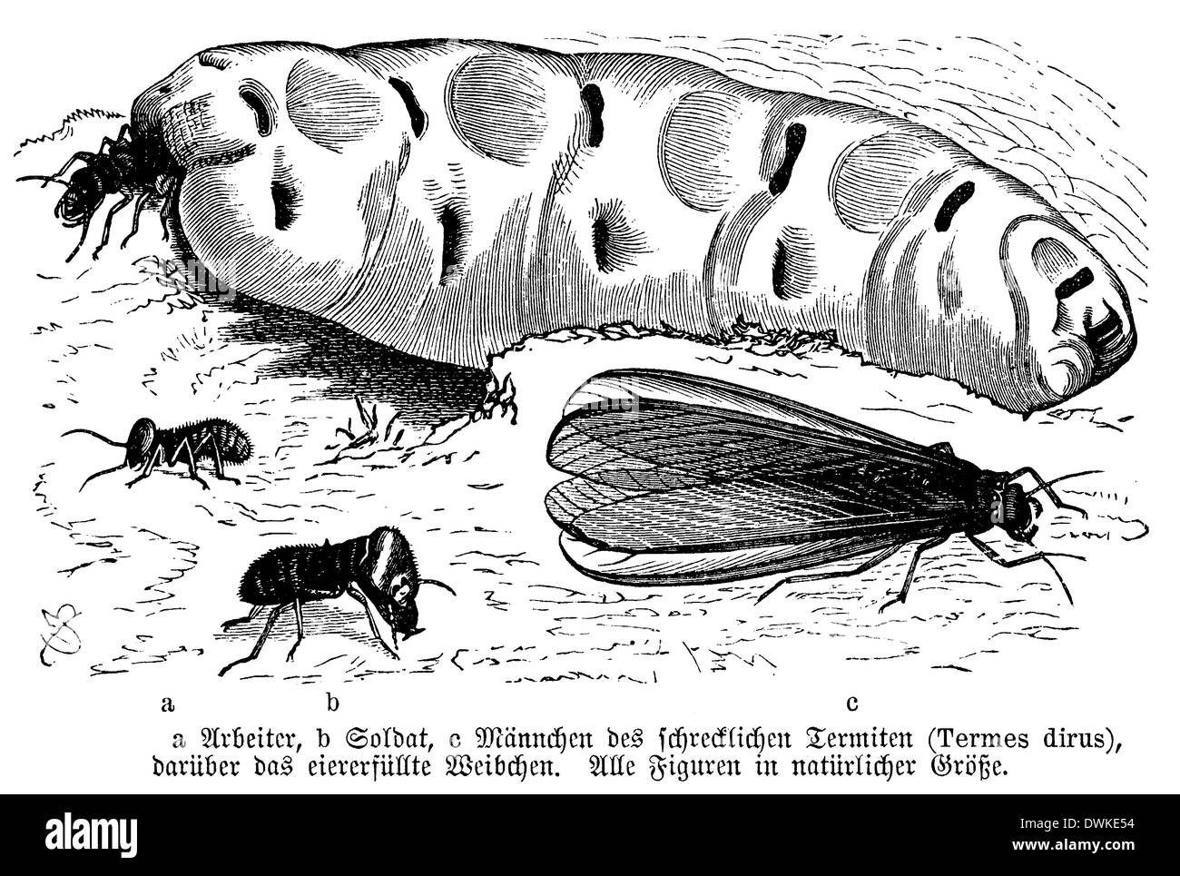 White termites hi-res stock photography and images - Alamy