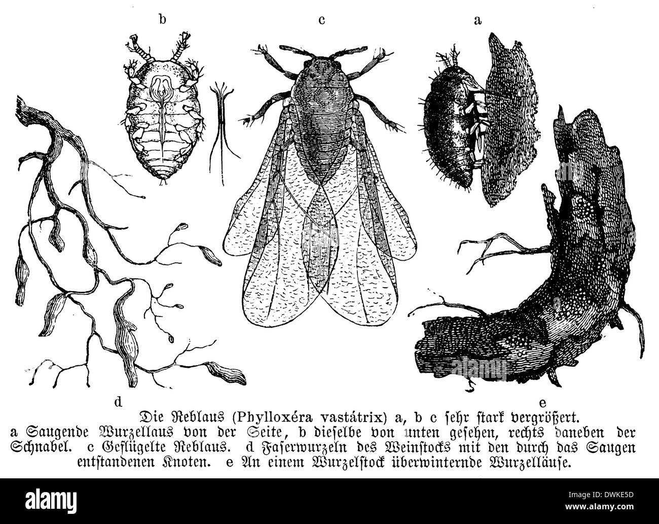 Phylloxera hi-res stock photography and images - Alamy