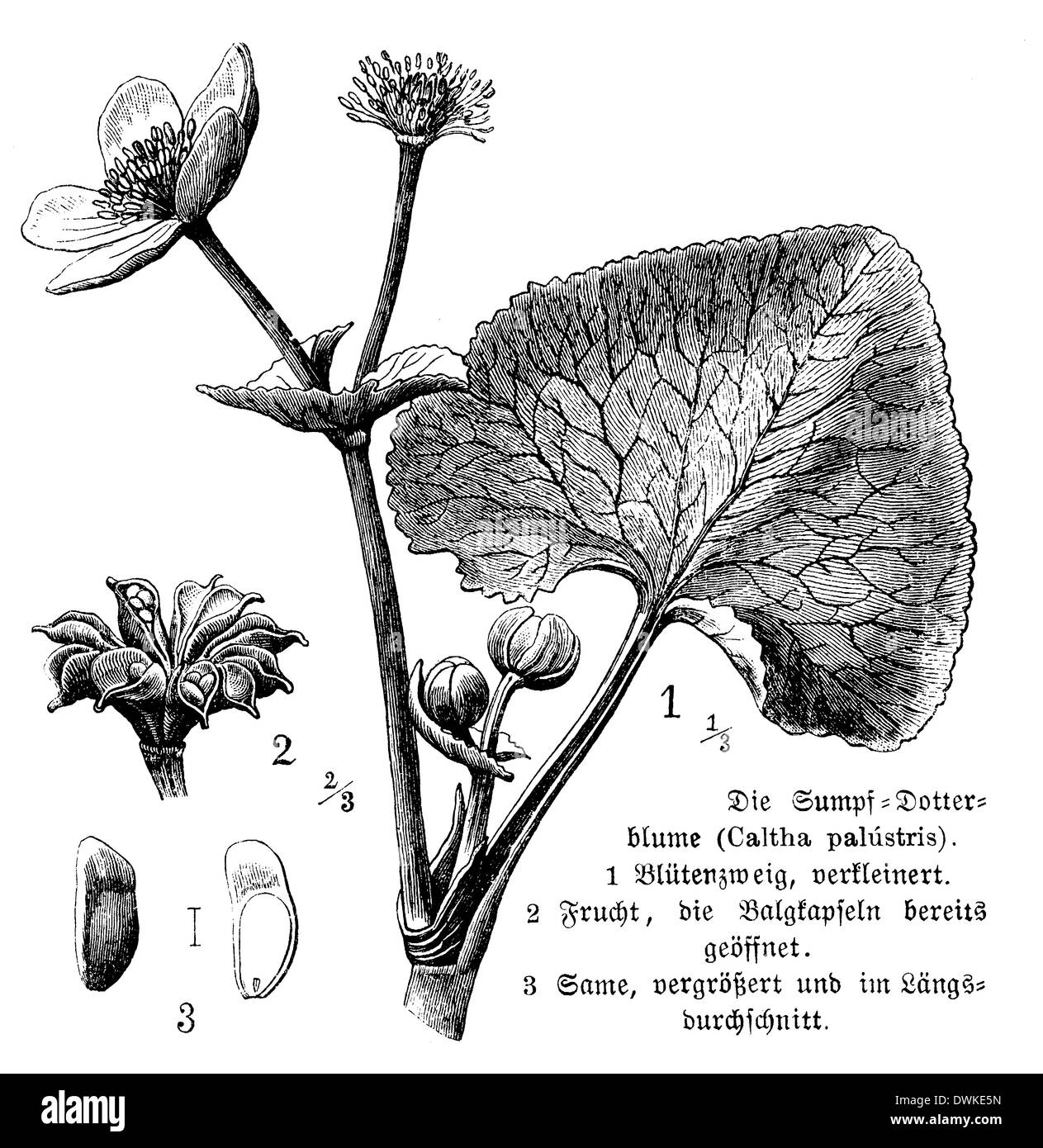 Botanical illustration of marsh marigold Black and White Stock Photos ...