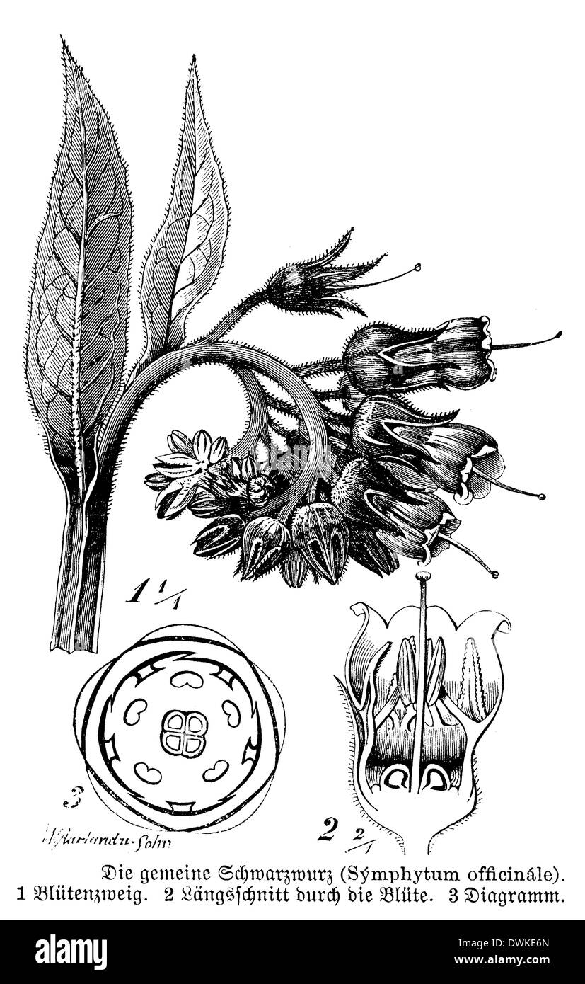 Botanical illustration comfrey hi-res stock photography and images - Alamy