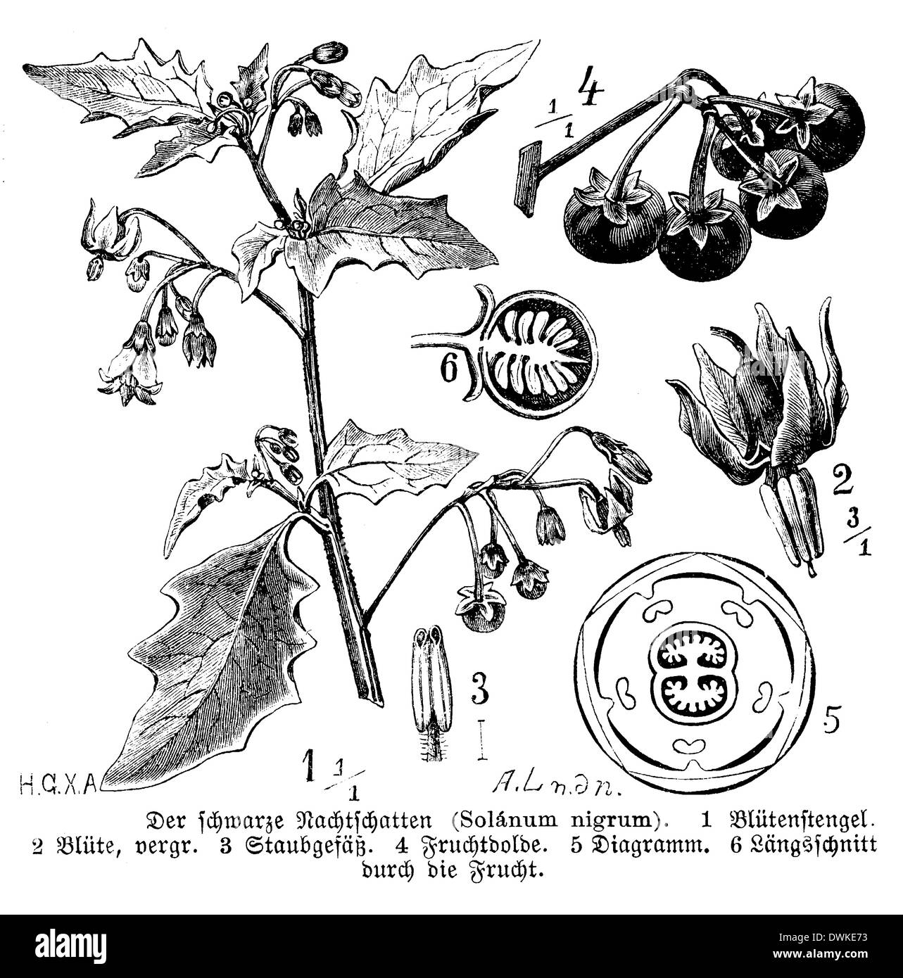 Black nightshade hi-res stock photography and images - Alamy