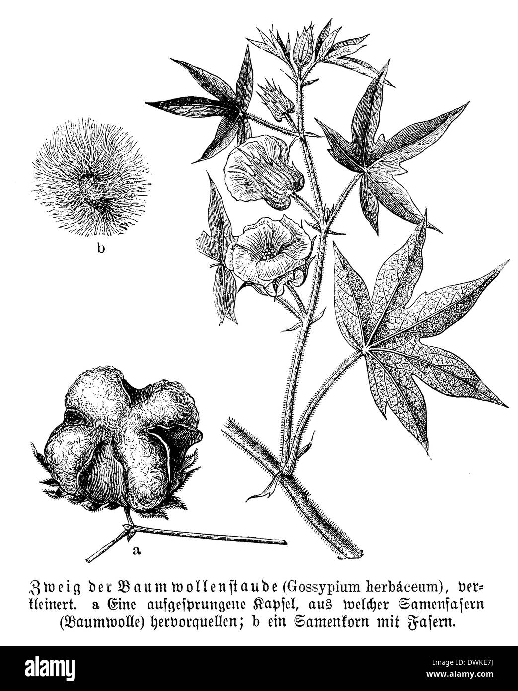 Cotton gossypium herbaceum malvaceae hi-res stock photography and ...
