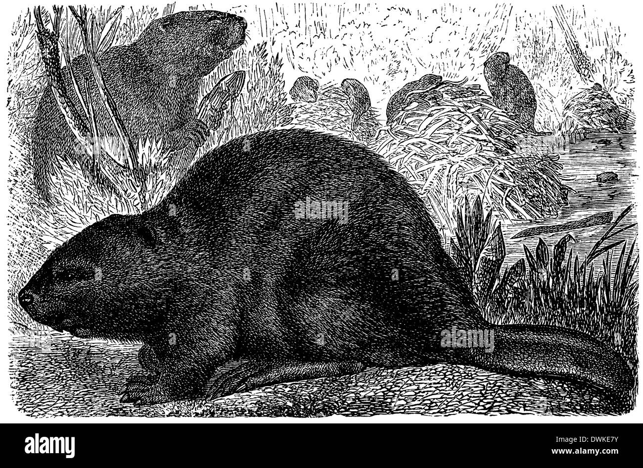 Beaver Black and White Stock Photos & Images - Alamy