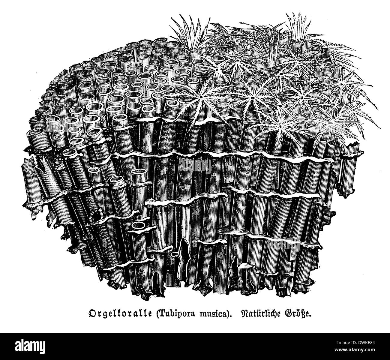 Tubipora musica hi-res stock photography and images - Alamy