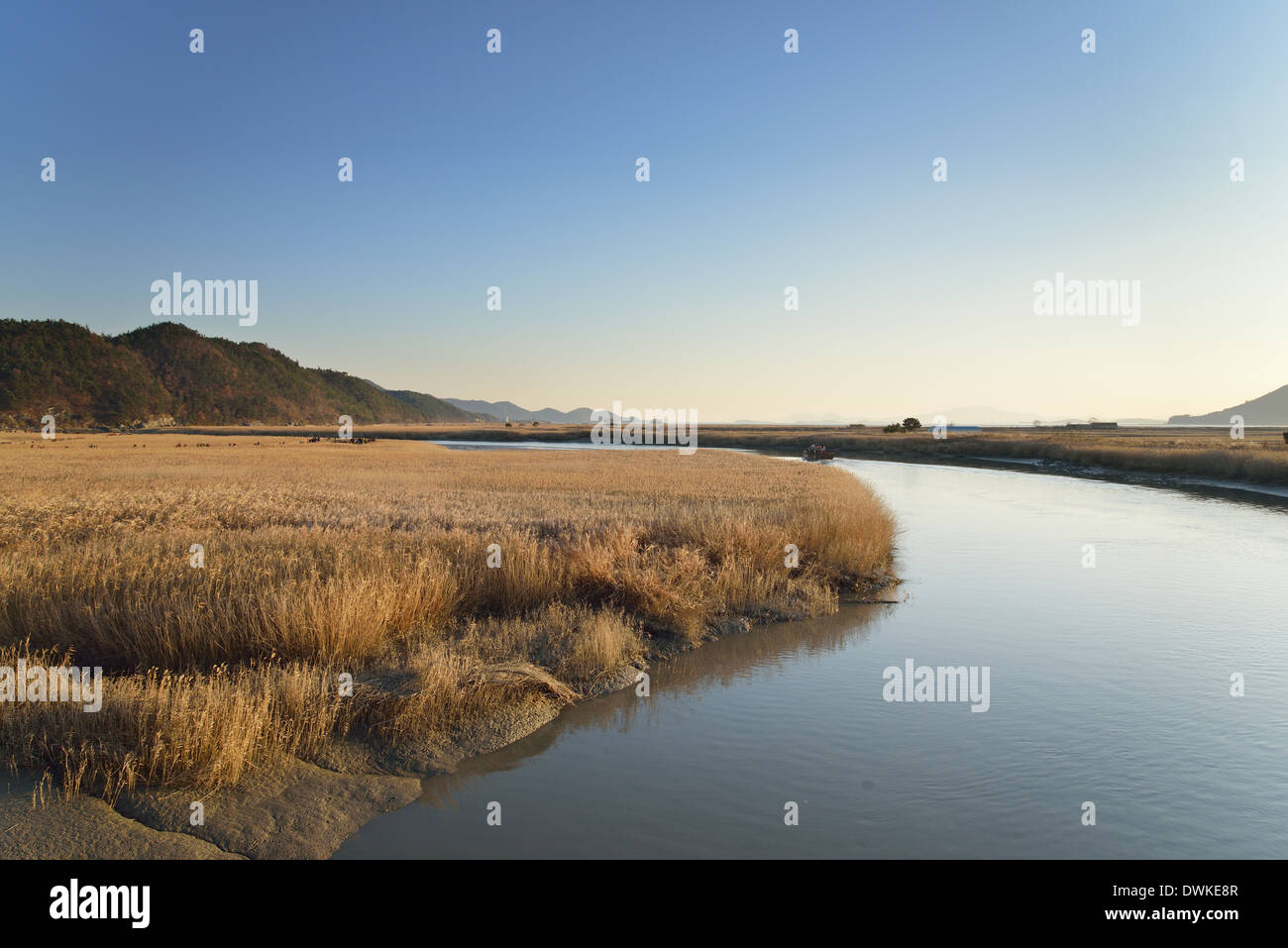 Reeds field and Boardwalk in Sunchoen Bay in Korea Stock Photo - Alamy