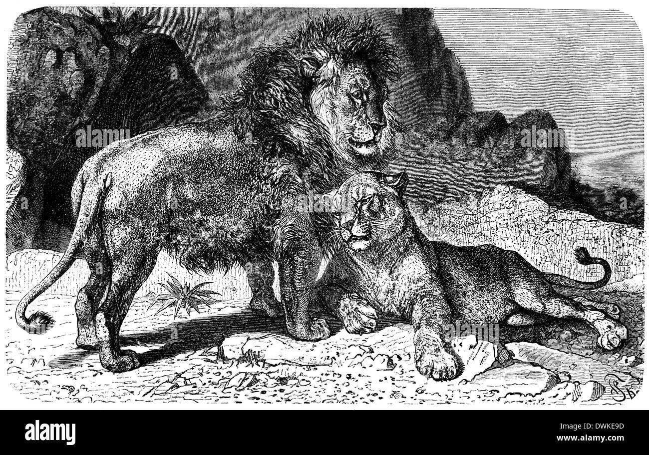 Felis leo lion hi-res stock photography and images - Alamy