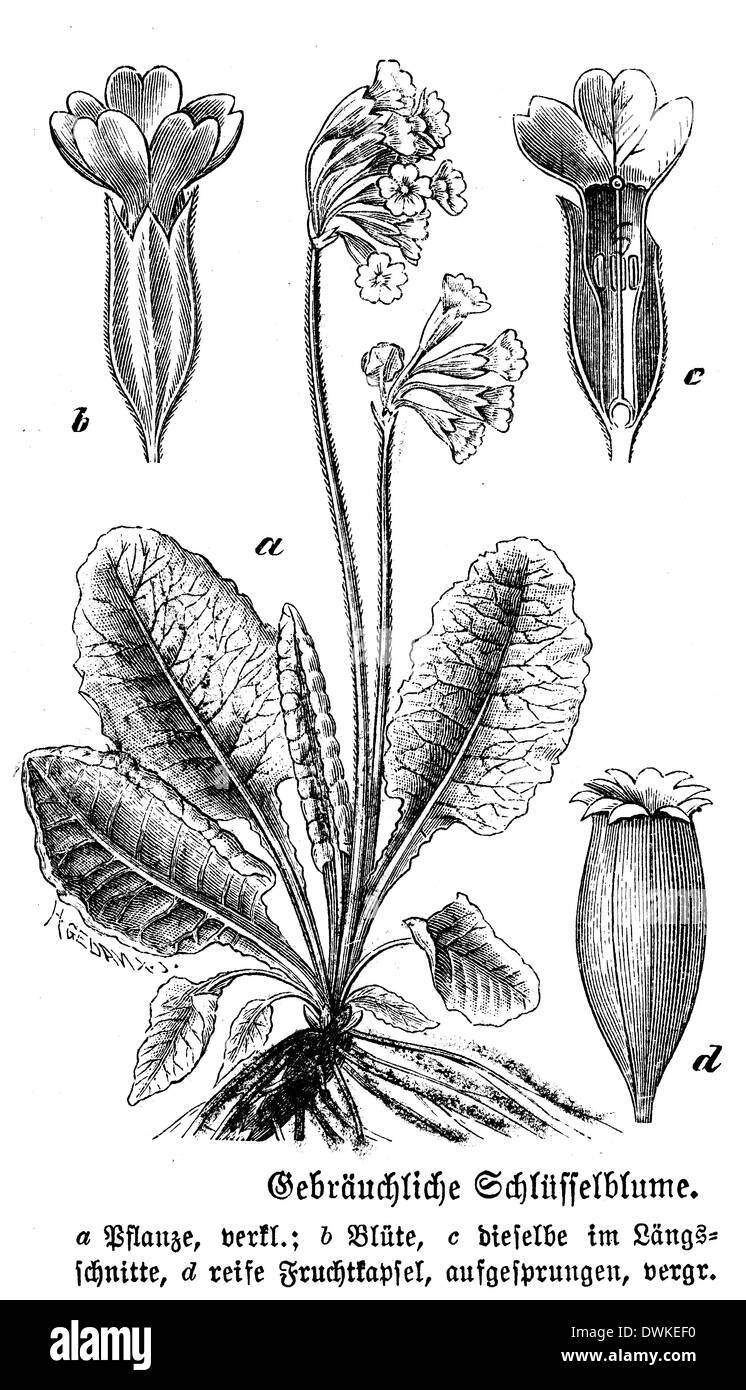 Primrose botanical illustration hi-res stock photography and images - Alamy