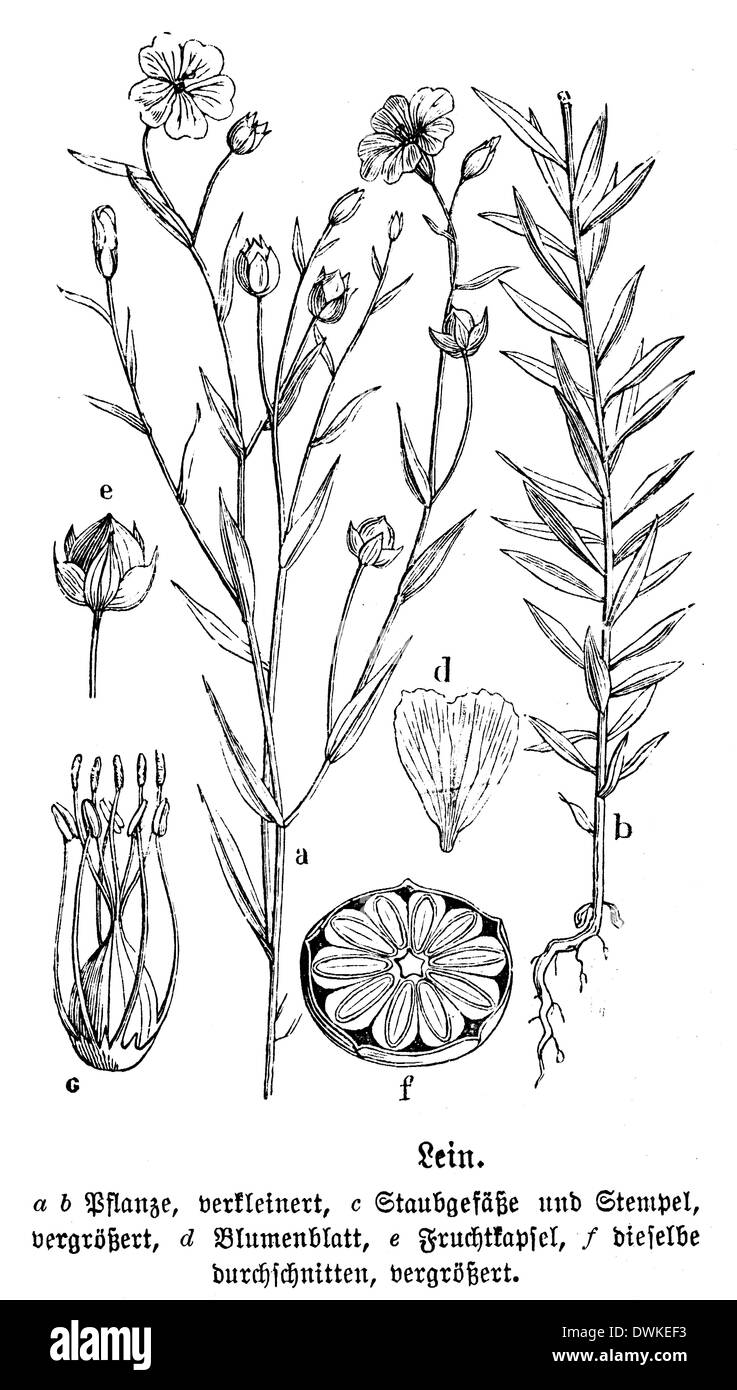 Linseed plants hi-res stock photography and images - Alamy