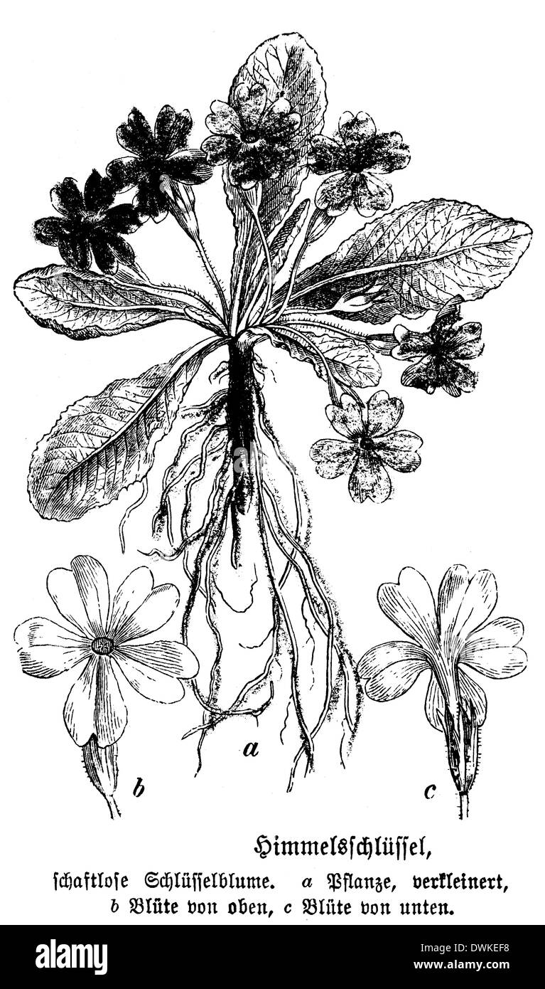 Botanical illustration of cowslip Black and White Stock Photos & Images ...