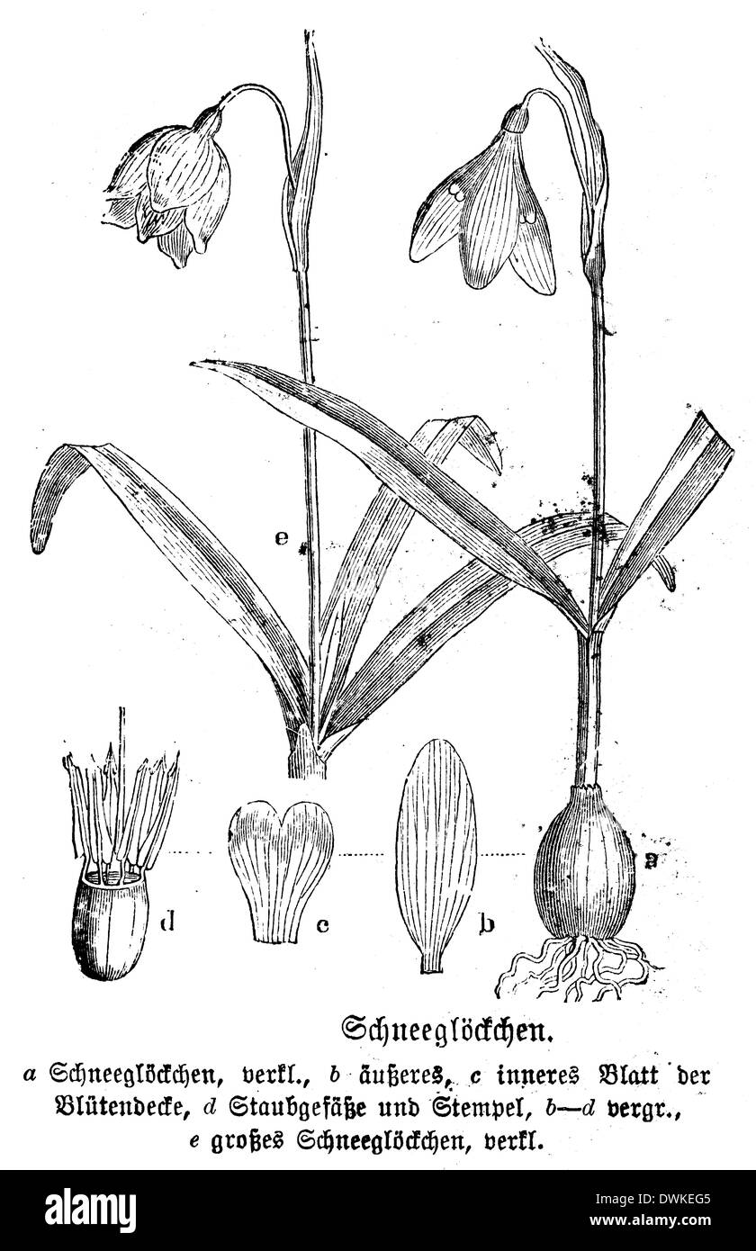 Snowdrop botanical illustration hi-res stock photography and images - Alamy