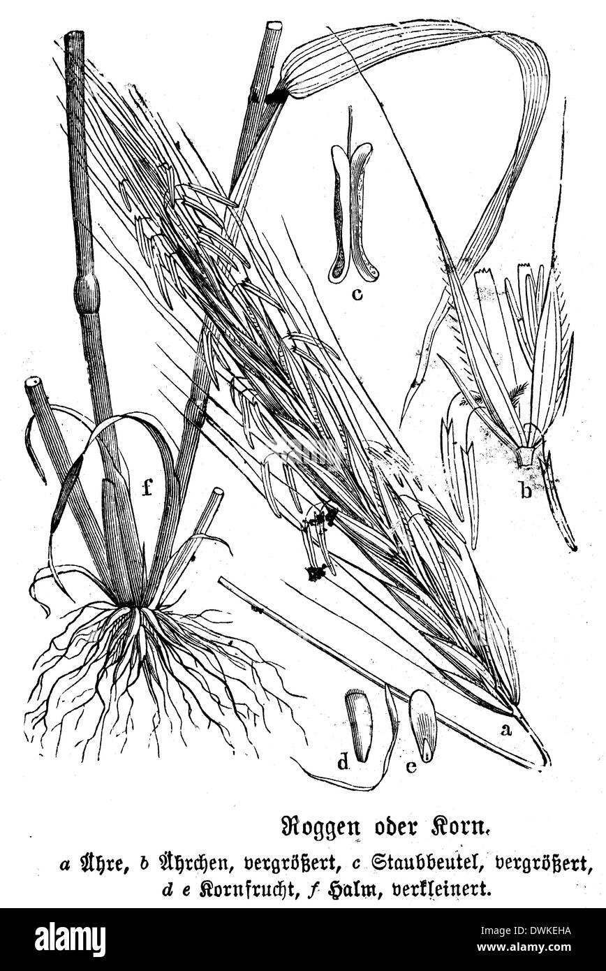 Rye plant Black and White Stock Photos & Images - Alamy