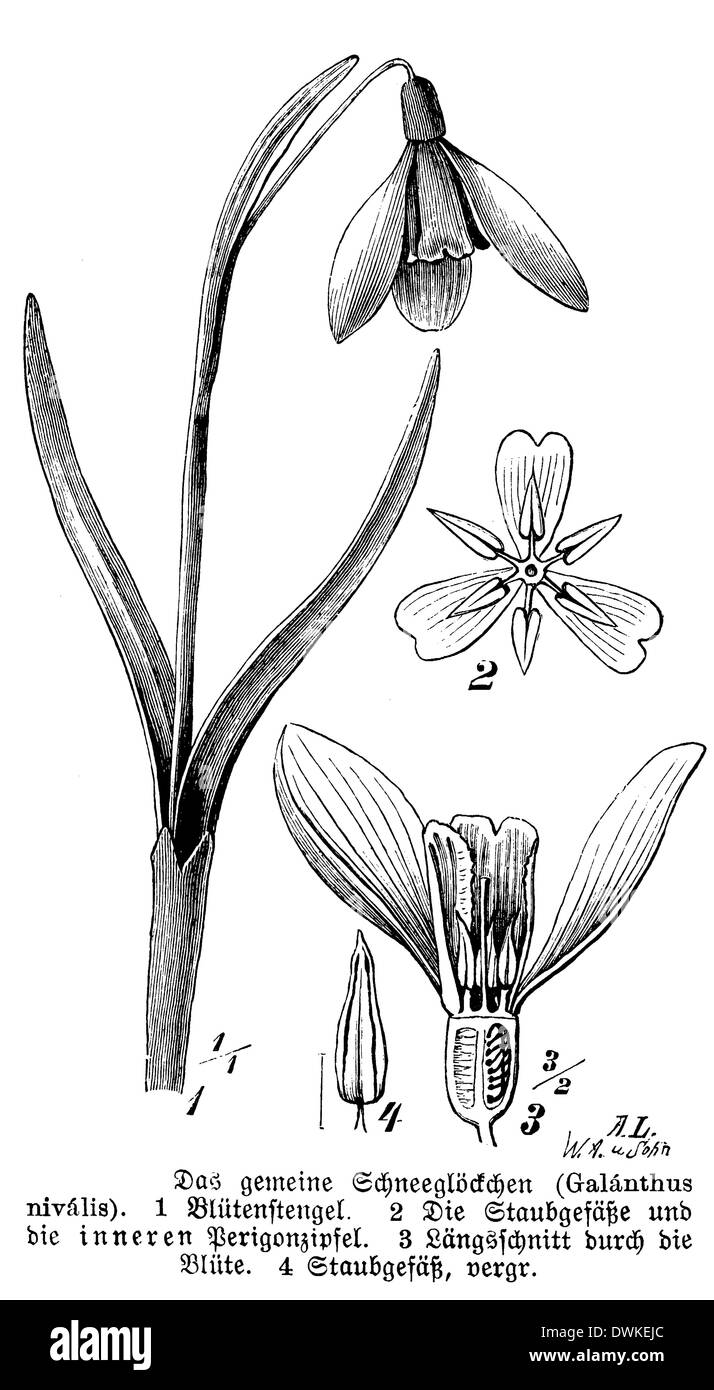Snowdrop botanical illustration hi-res stock photography and images - Alamy