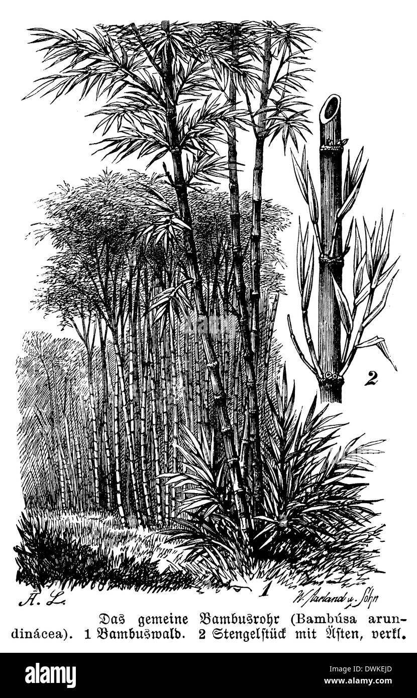 Bamboo drawing hi-res stock photography and images - Alamy