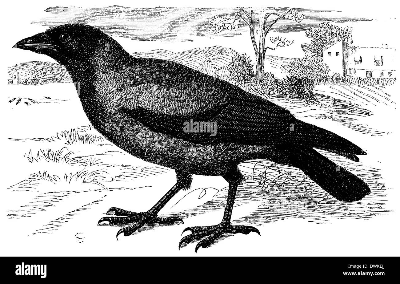 Hooded hooded figure hi-res stock photography and images - Alamy