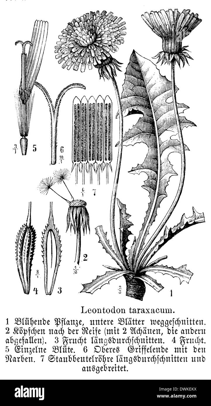 Climbing plant climber Black and White Stock Photos & Images - Alamy