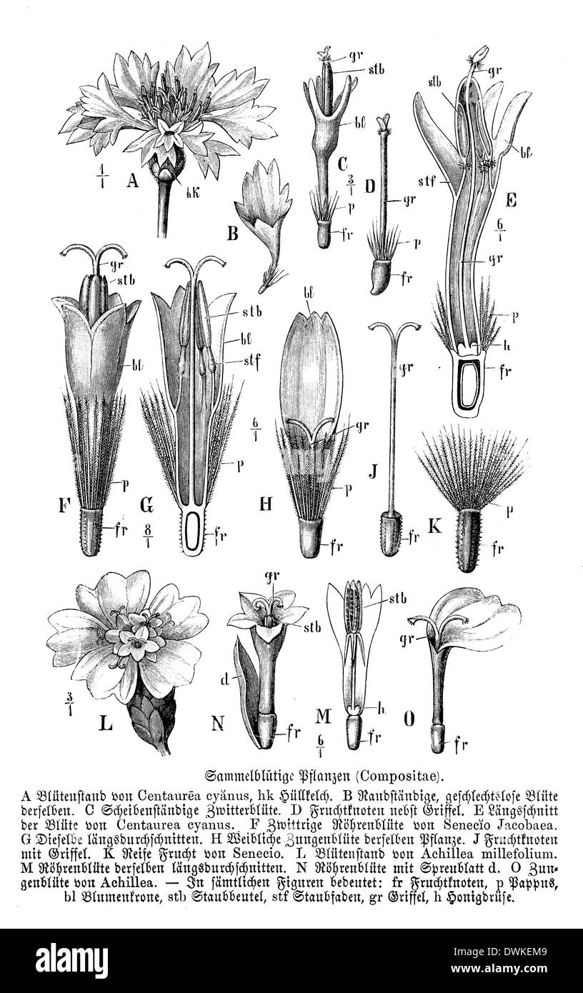 Compositae flowers hi-res stock photography and images - Alamy